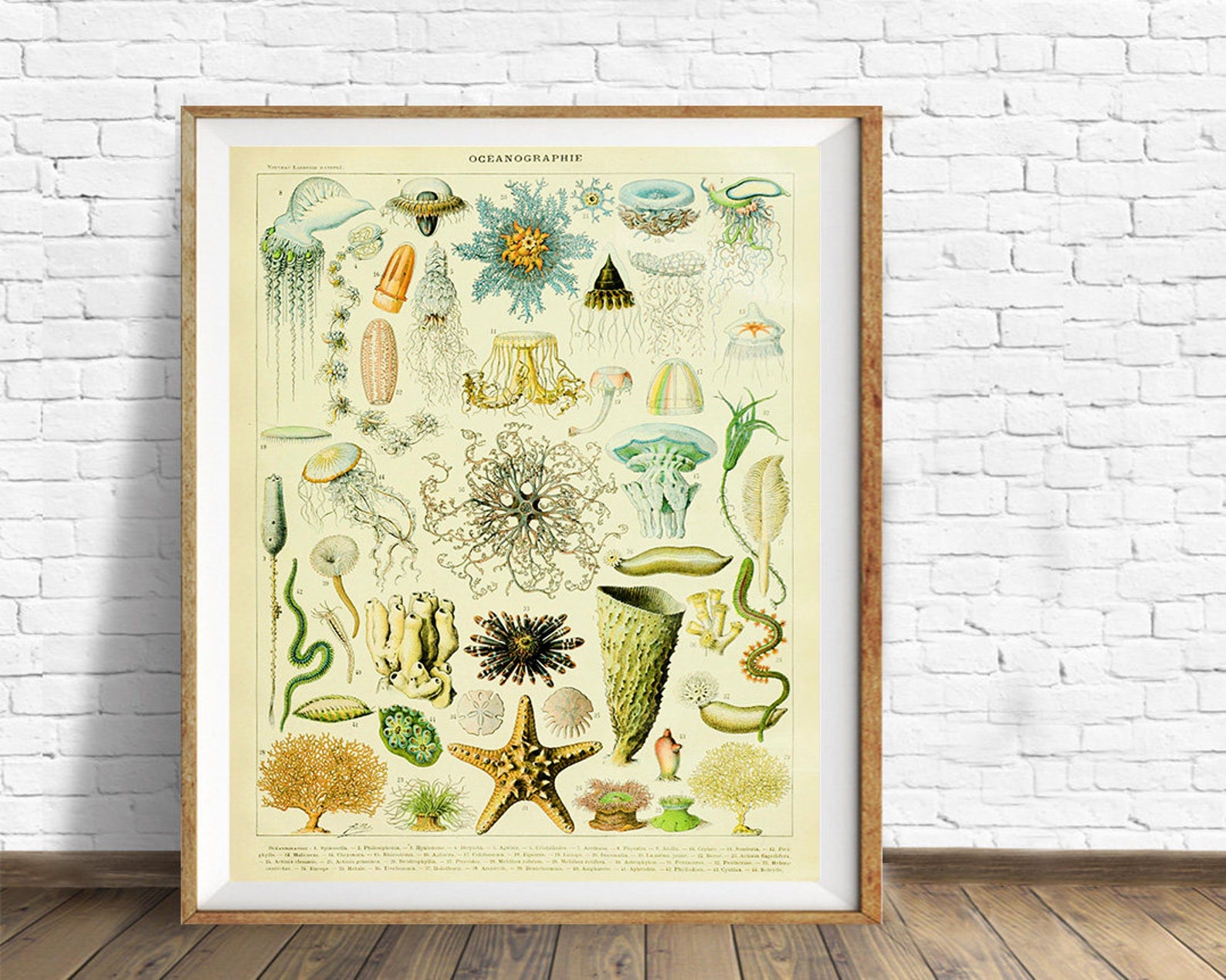 Vintage Seashell Print Seashell Poster Beach House Decor - Etsy