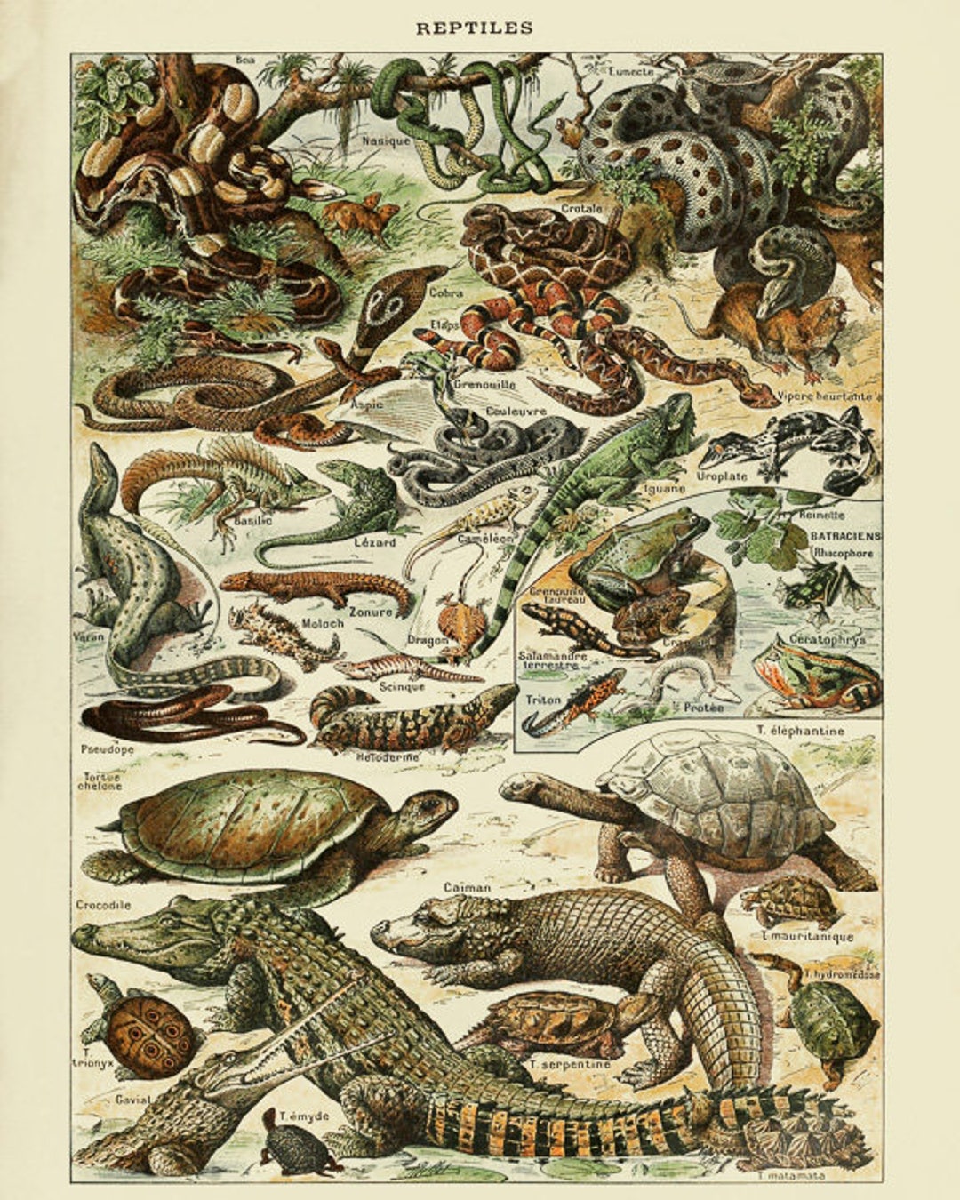 Vintage Reptile Print, Snake Poster French Biology Poster Illustration ...
