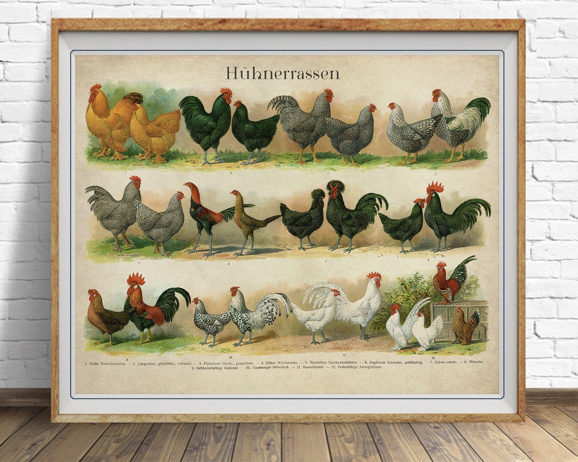 Vintage Chicken Poster Chicken Breeds Chart Print German | Etsy