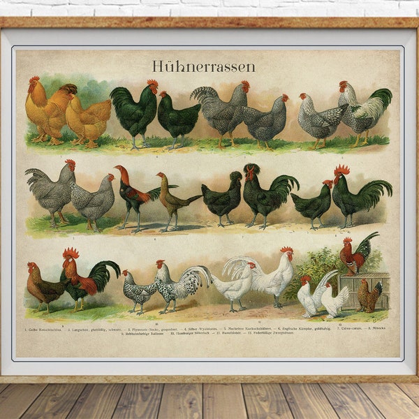 Chicken Breeds Poster - Etsy