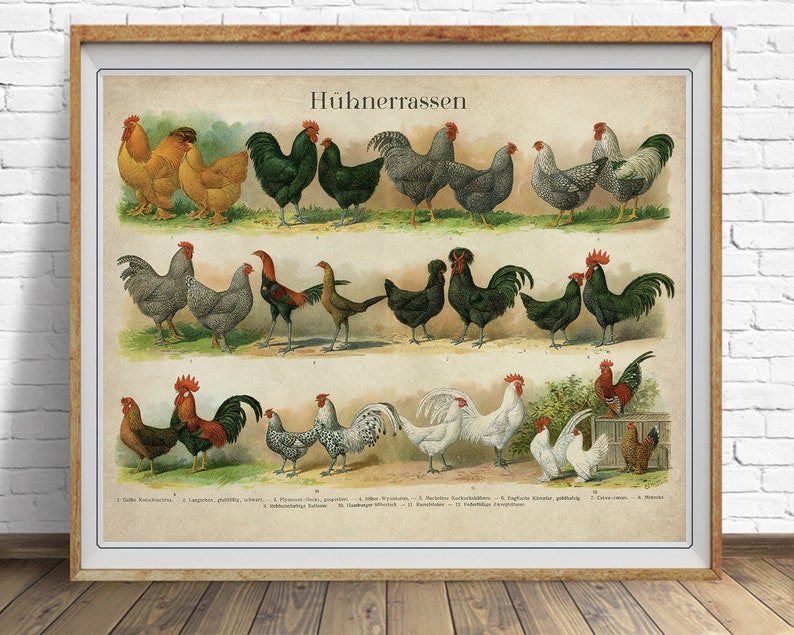 Vintage Chicken Poster Chicken Breeds Chart Print German | Etsy