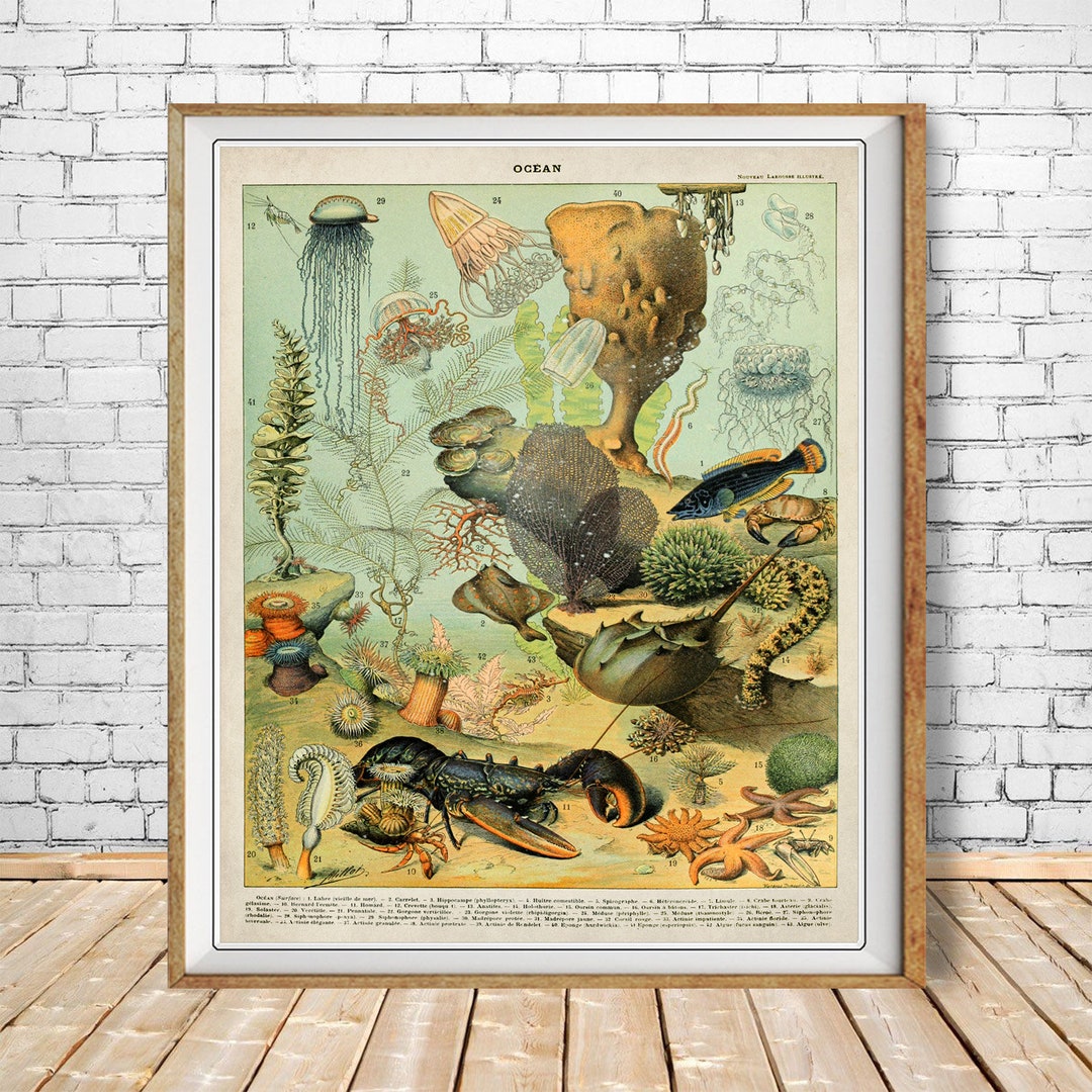 Vintage Oceanography Print, French Fish Poster Ocean Print Beach House ...