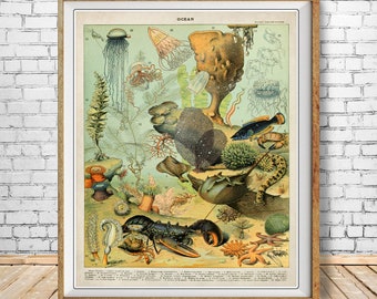 Vintage Oceanography Print French Sea Life Poster Ocean Print | Etsy