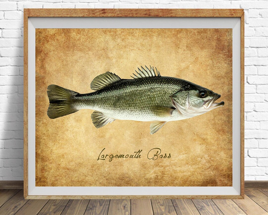 Largemouth Bass Poster, Vintage Fish Print, Fishing Decor, Bass Print ...