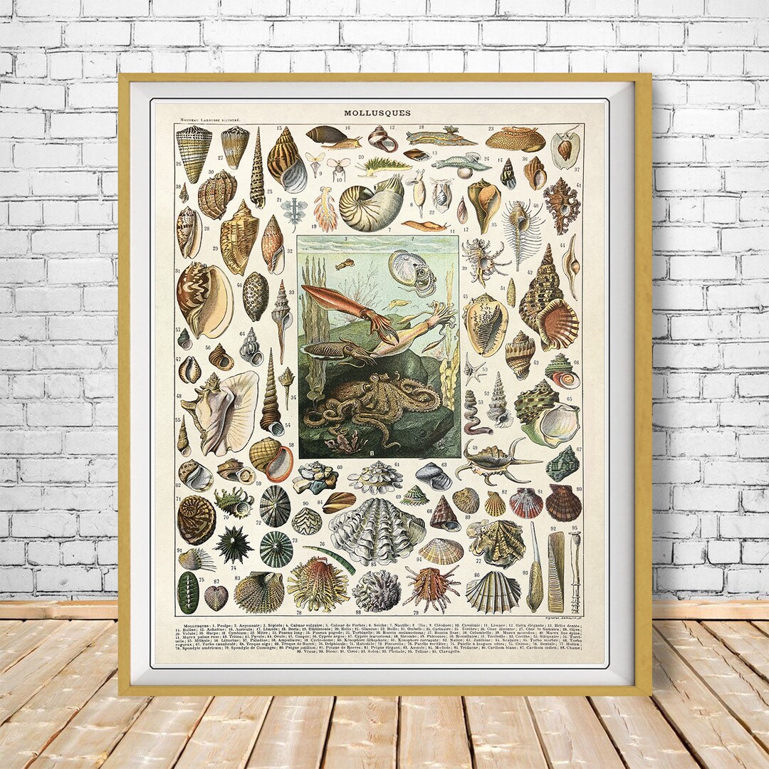 Vintage Seashell Print, French Seashell Poster Ocean Print Beach House ...
