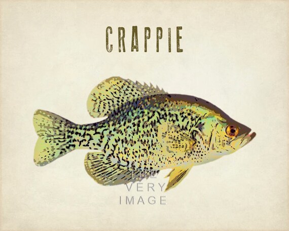 Fish Print Crappie Art Freshwater Fish Art Crappie Poster - Etsy