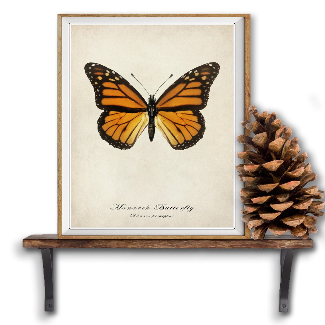 Monarch Butterfly Poster Vintage Butterfly Print Insect - Etsy