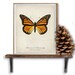 Monarch Butterfly Poster, Vintage Butterfly Print, Insect Illustration ...
