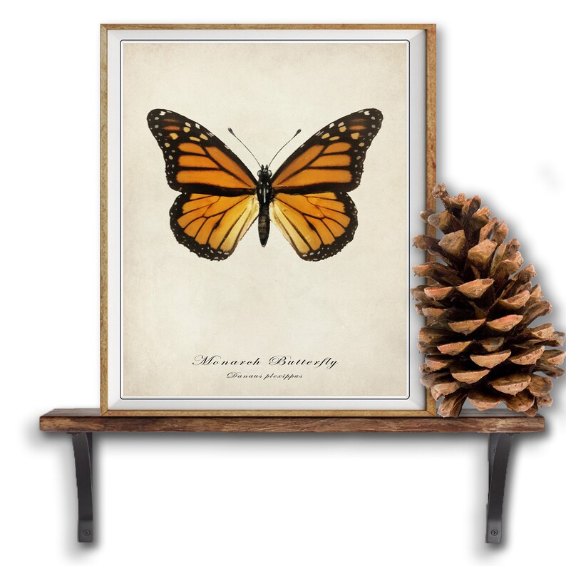 Monarch Butterfly Poster, Vintage Butterfly Print, Insect Illustration ...