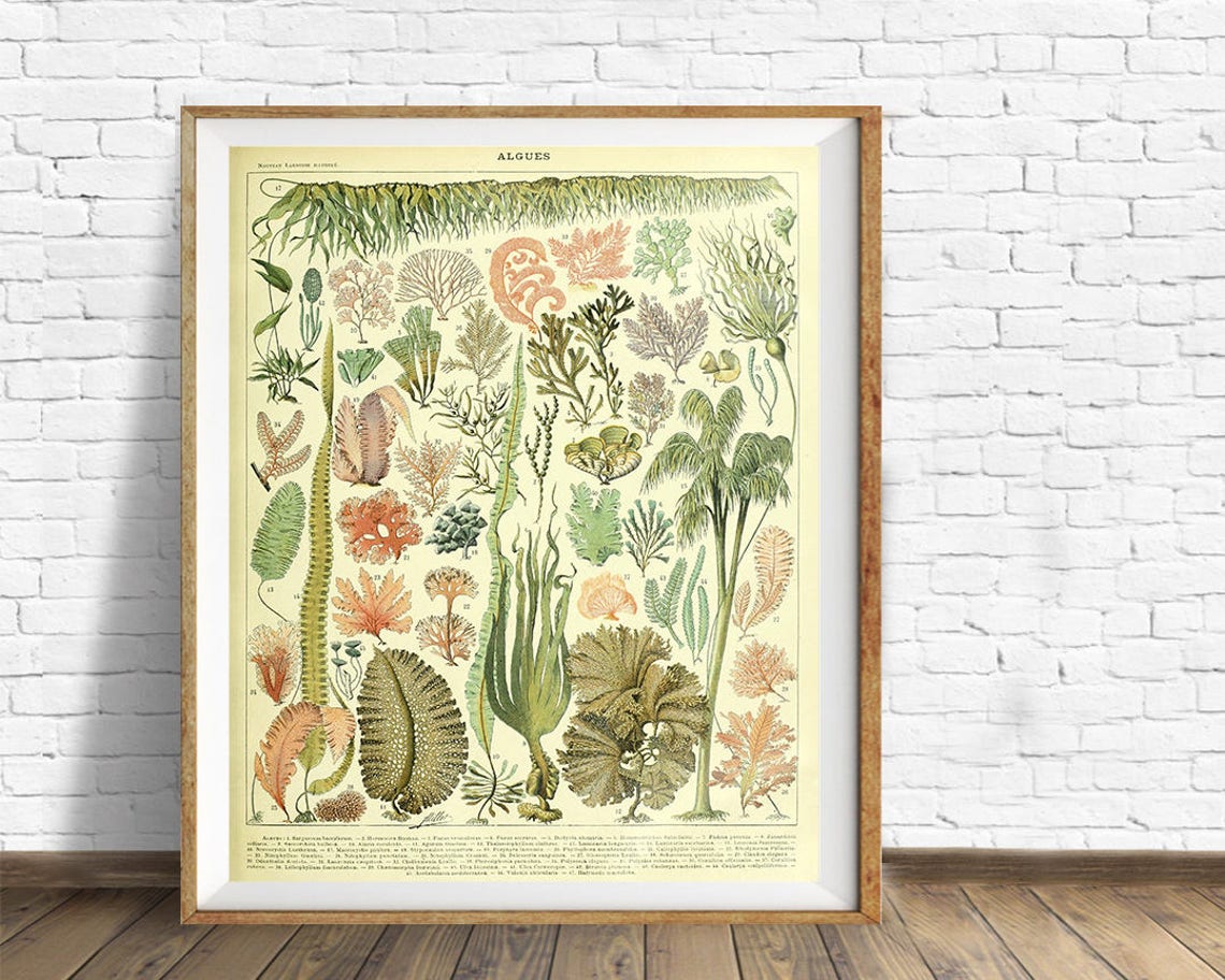 Vintage Oceanography Print French Sea Life Poster Ocean Print | Etsy