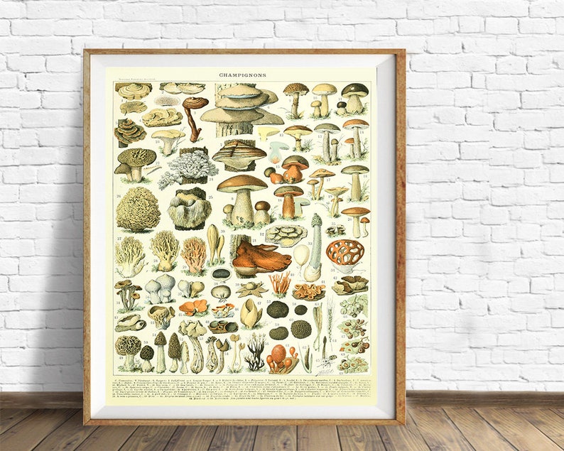 Vintage Mushroom Poster Mushroom Print French Botanical - Etsy