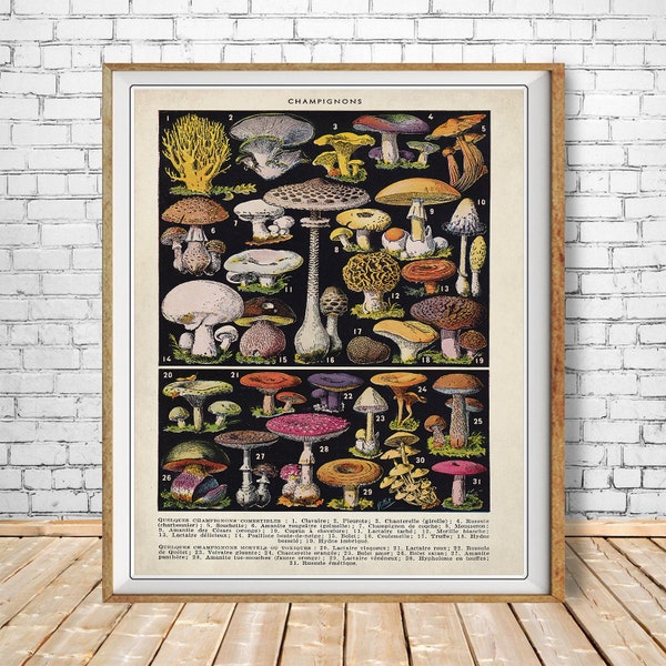 Mushroom Poster - Etsy
