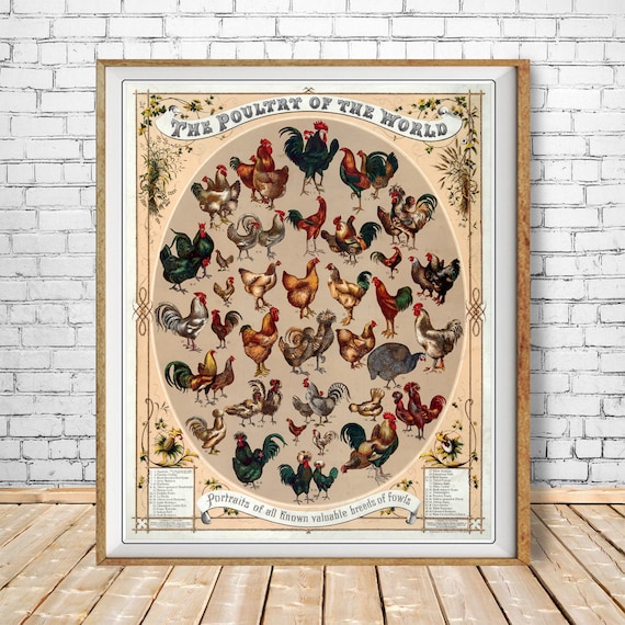 Chicken Poster Chicken Breeds Chart Print Vintage Poultry | Etsy
