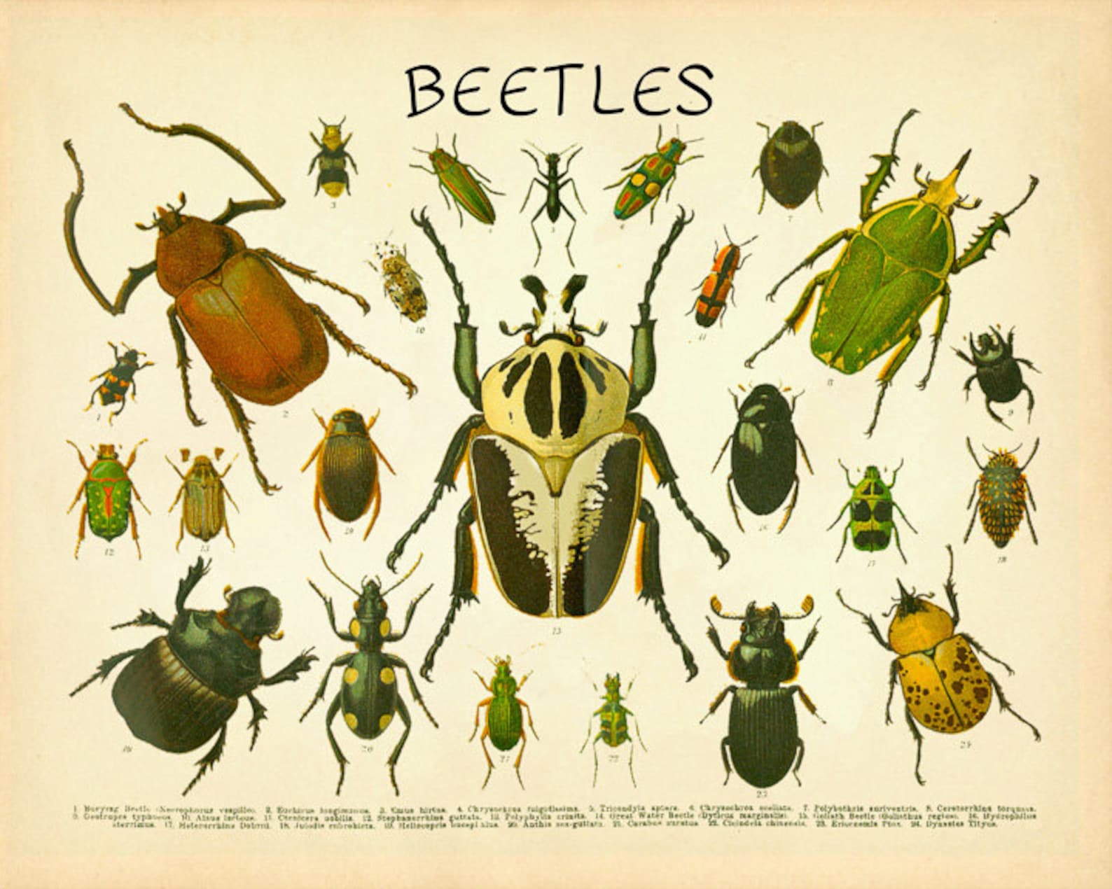 Vintage Insect Poster Beetle Print Vintage Beetle Poster - Etsy