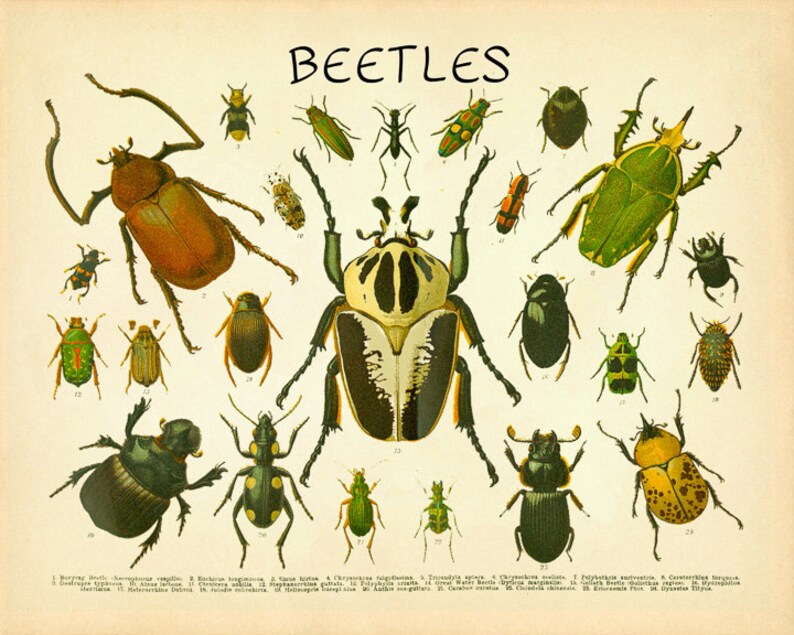 Vintage Insect Poster Beetle Print Vintage Beetle Poster - Etsy