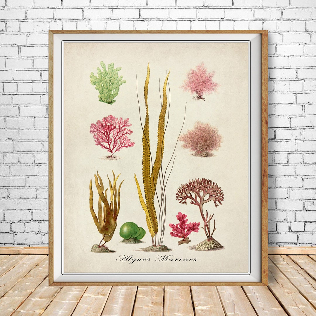 Vintage Oceanography Print, French Sea Life Poster Ocean Print Marine ...
