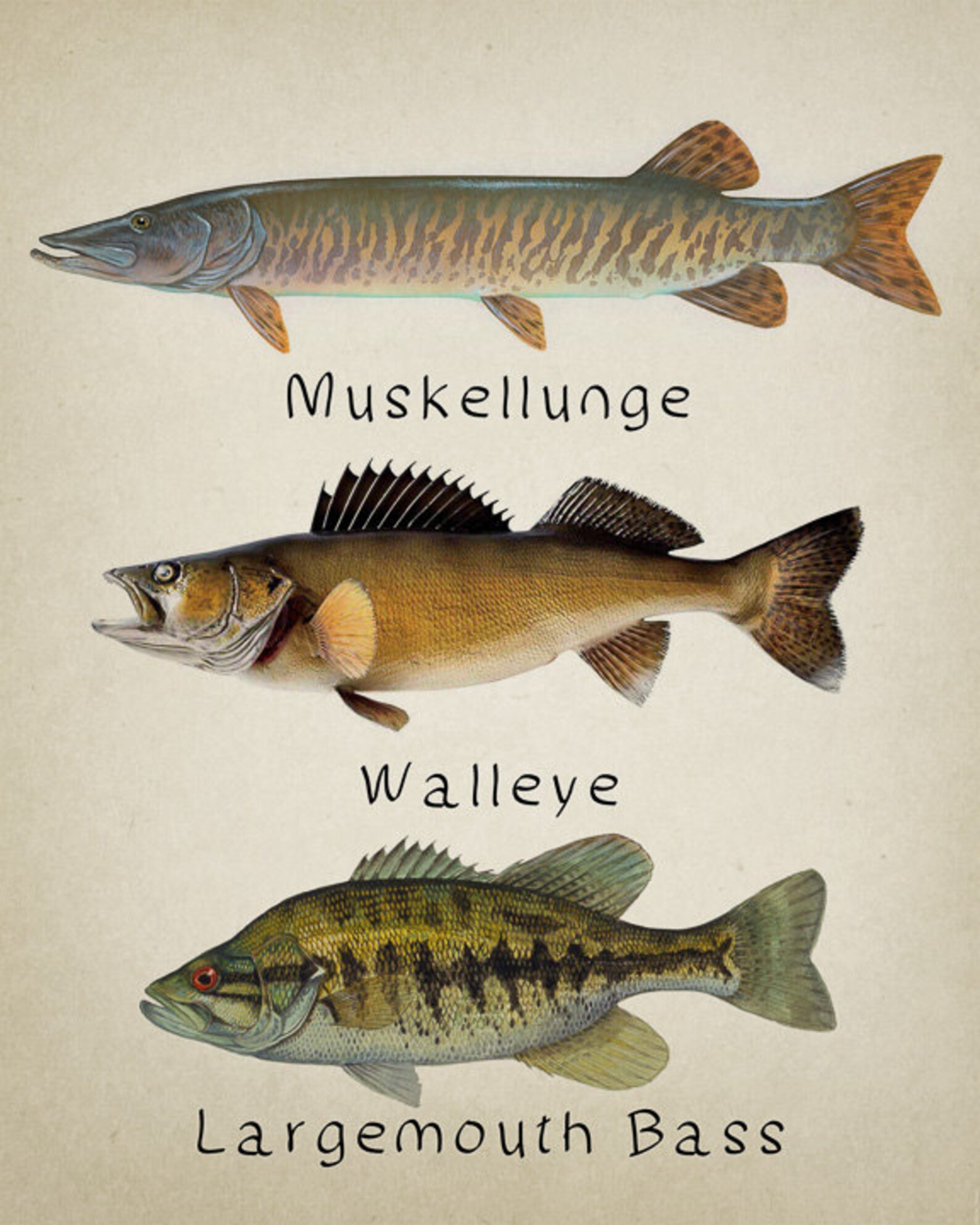 Fish Poster Fish Print Muskellunge Muskie Walleye Bass | Etsy