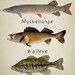 Fish Poster Fish Print Muskellunge Muskie Walleye Bass - Etsy