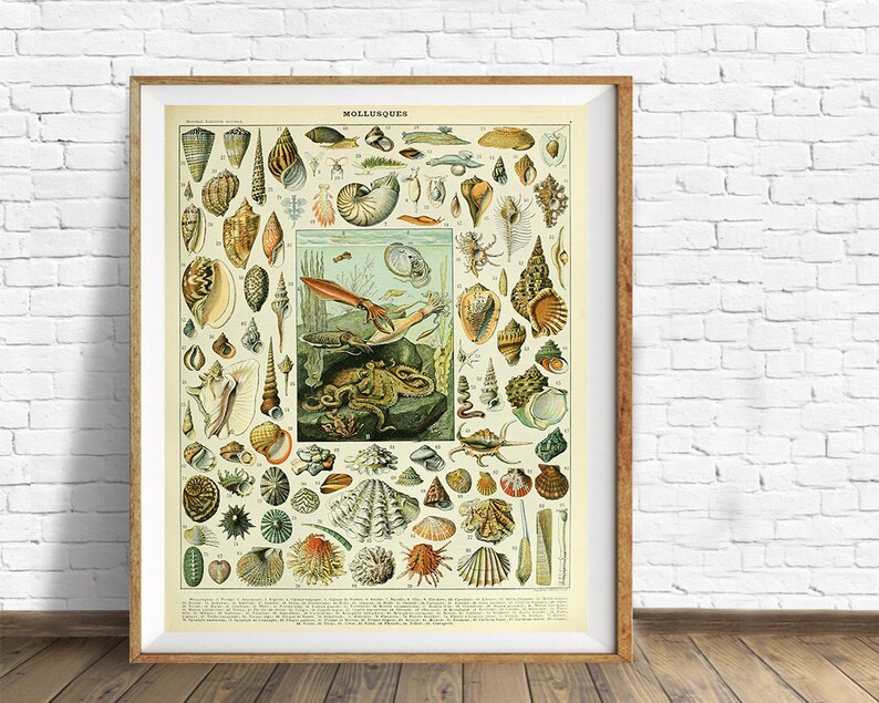 Vintage Seashell Print French Seashell Poster Ocean Print | Etsy