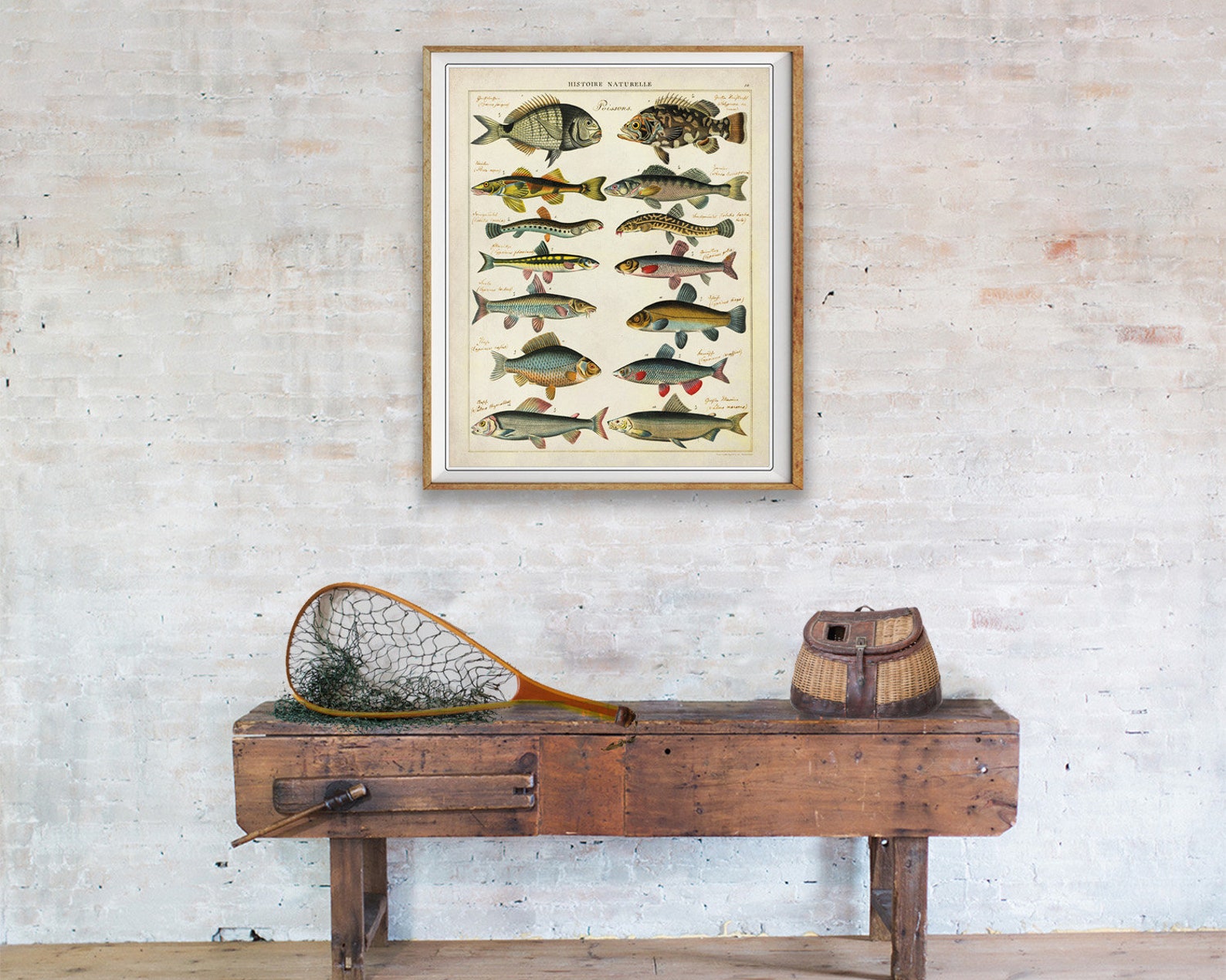 Vintage Fish Print, French Fish Chart Biology Poster Fishing ...