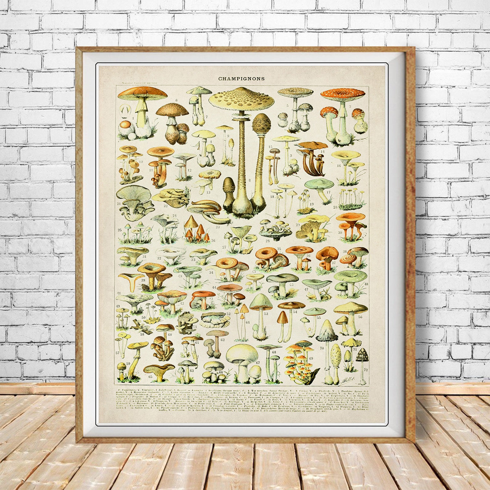 Vintage Mushroom Poster Mushroom Poster Set of 3 French - Etsy Singapore