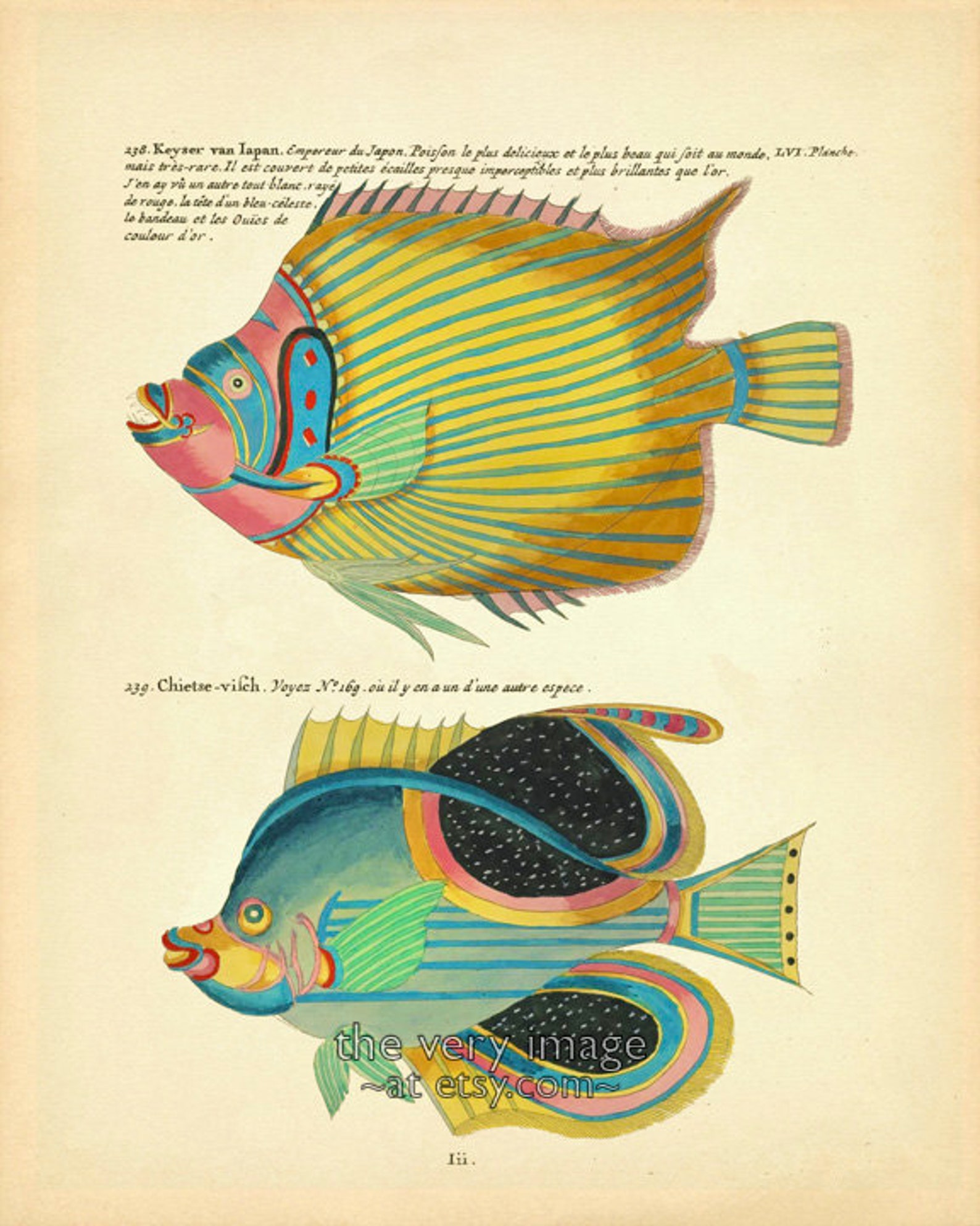 Vintage Fish Print Set of 6 Colorful Fish Art French | Etsy