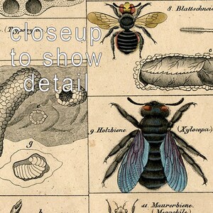 Vintage Insect Poster - Bee Print - Insects Decor - Bee Art - Wall Art ...