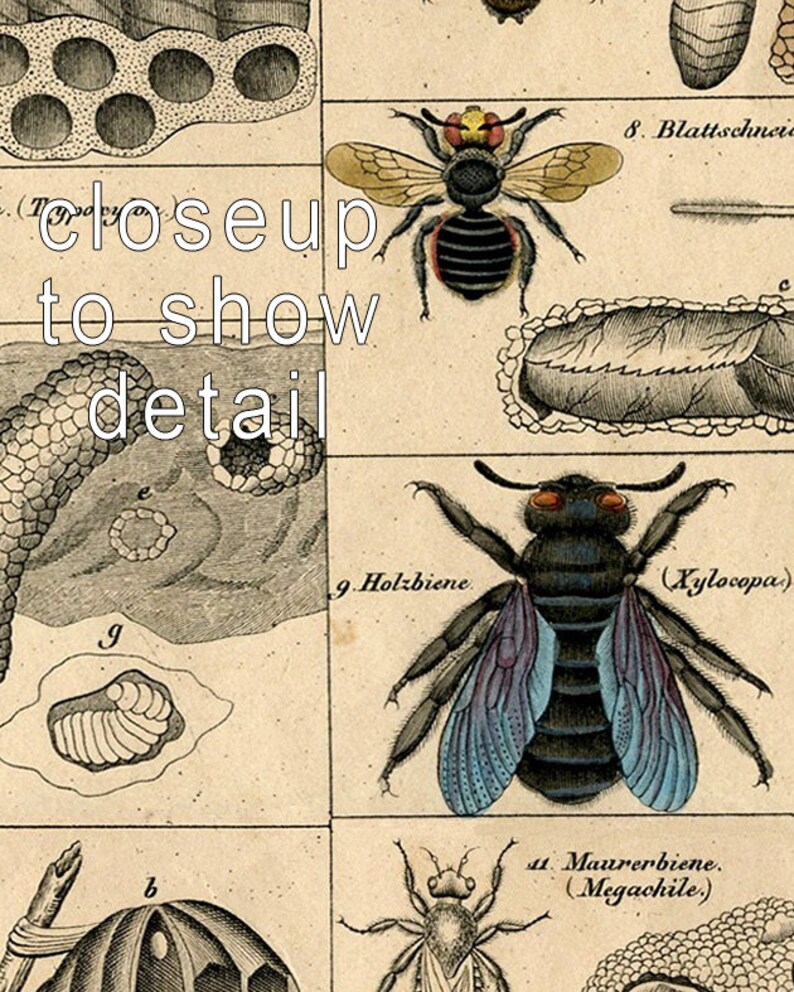 Vintage Insect Poster Bee Print Insects Decor Bee Art - Etsy