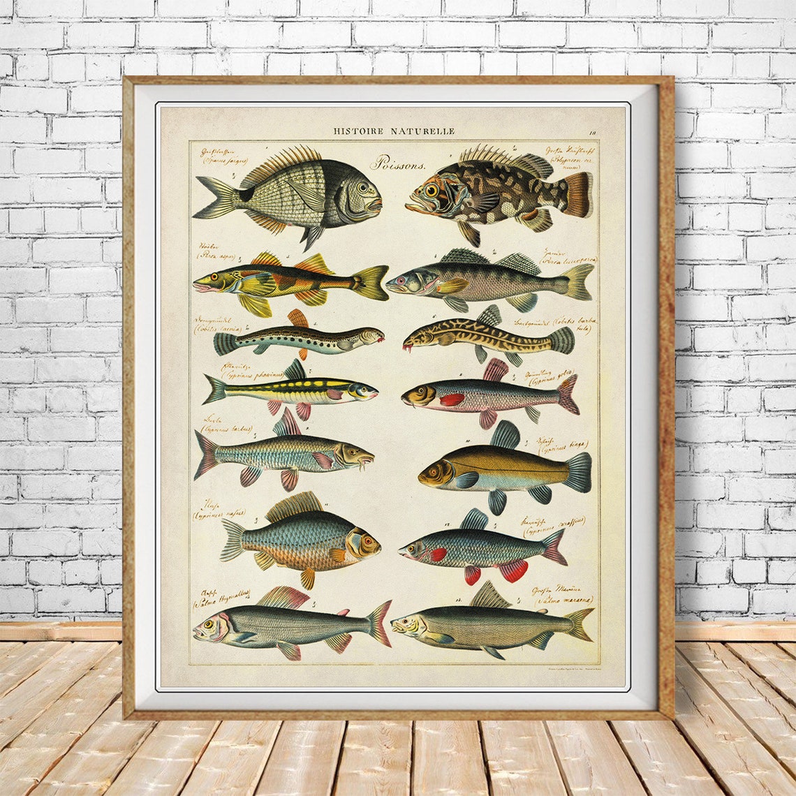 Vintage Fish Print French Fish Chart Biology Poster Fishing | Etsy