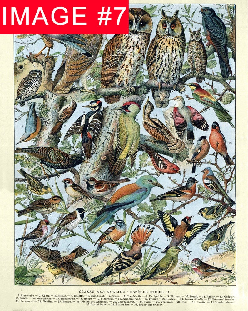 French Bird Prints Feather Poster Egg Print Discounted Set of - Etsy