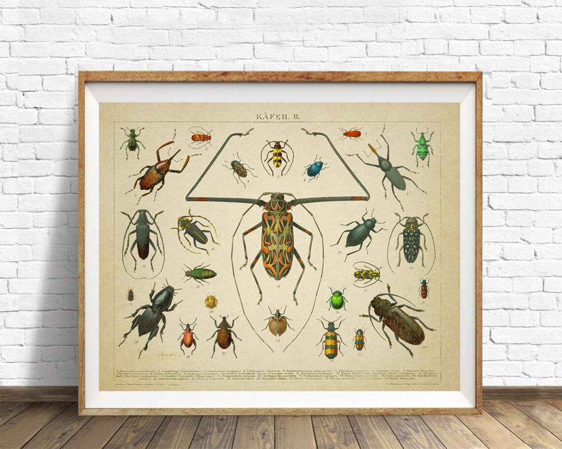 Vintage Insect Print German Beetle Chart Insect Illustration - Etsy
