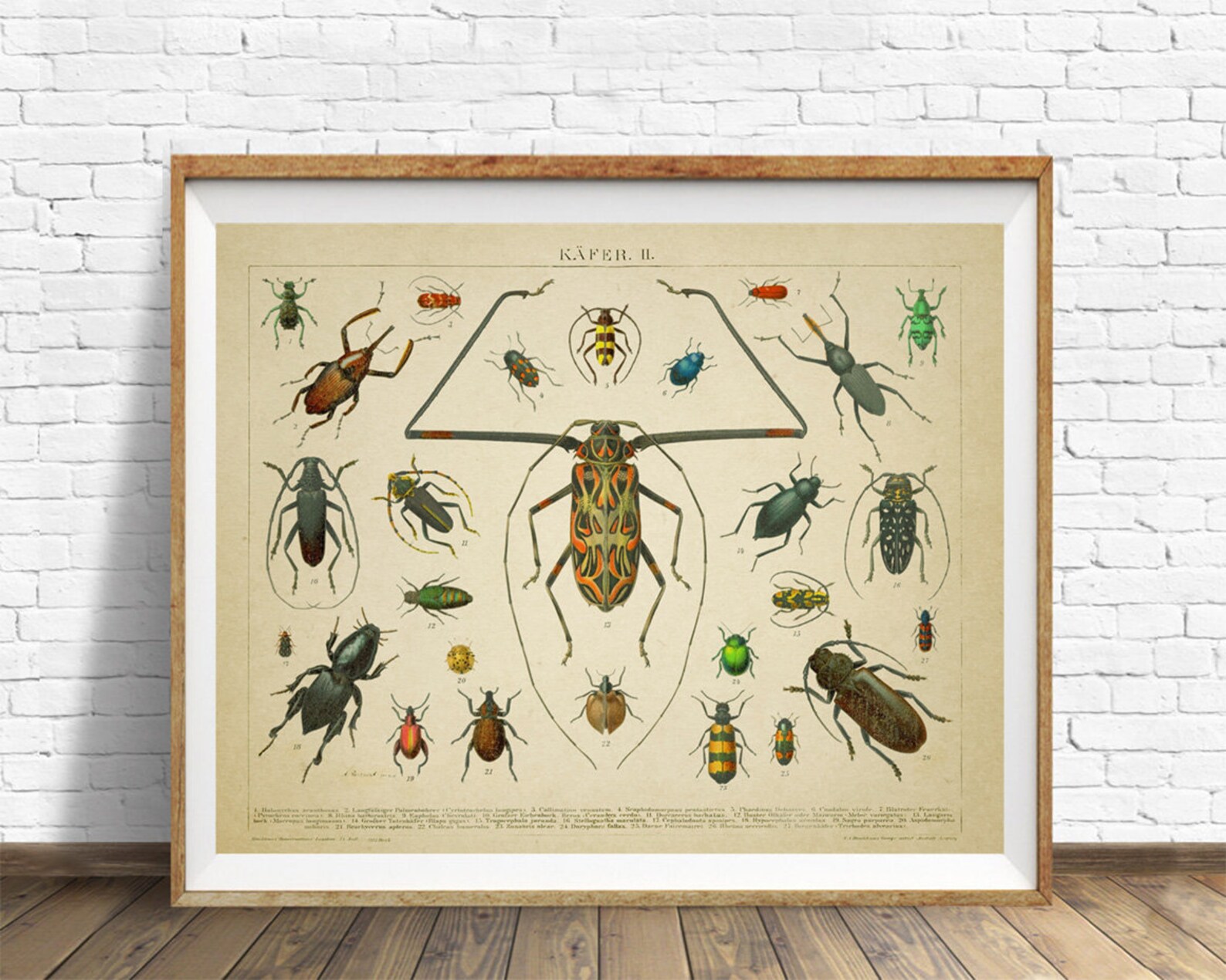 Vintage Insect Print German Beetle Chart Insect Illustration | Etsy