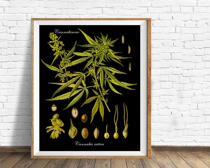 Cannabis Print, Marijuana Poster, Cannabis Botanical Print, Marijuana ...