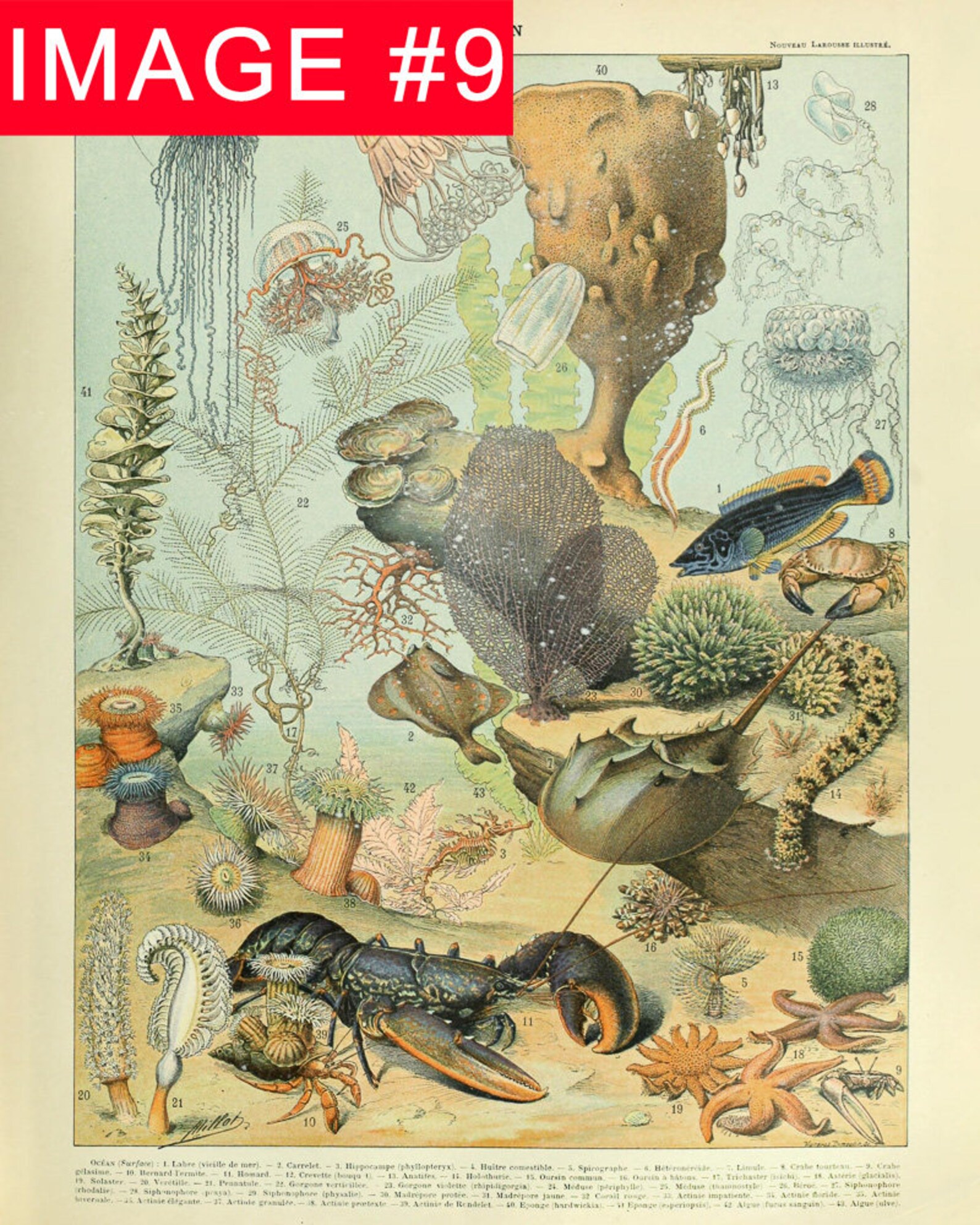 Fish Print Seashell Poster Beach House Decor Set of 3 - Etsy