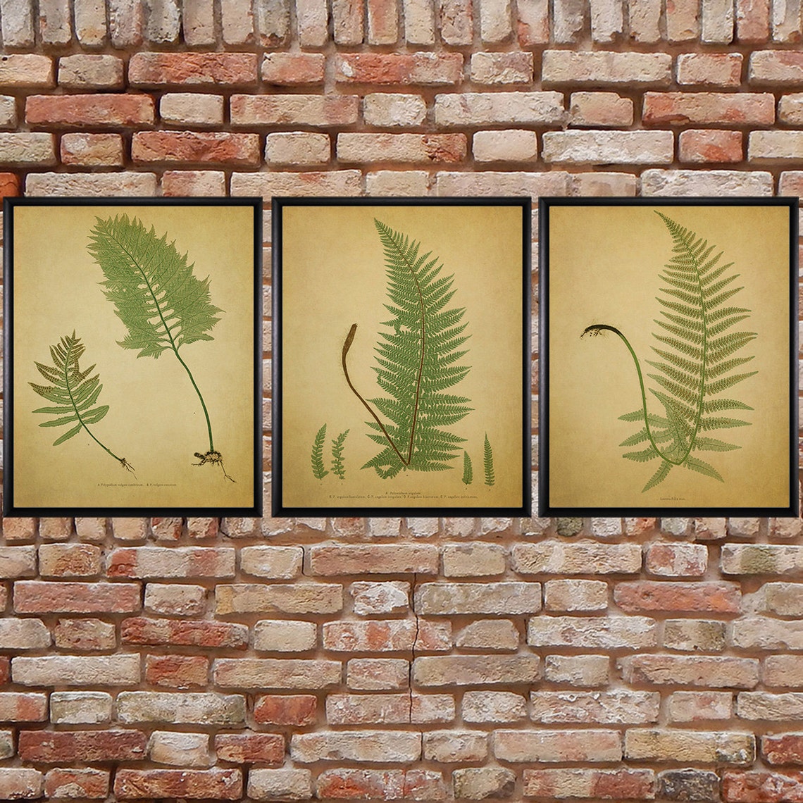Fern Print Set of 3 Sale Discount Fern Poster Vintage | Etsy