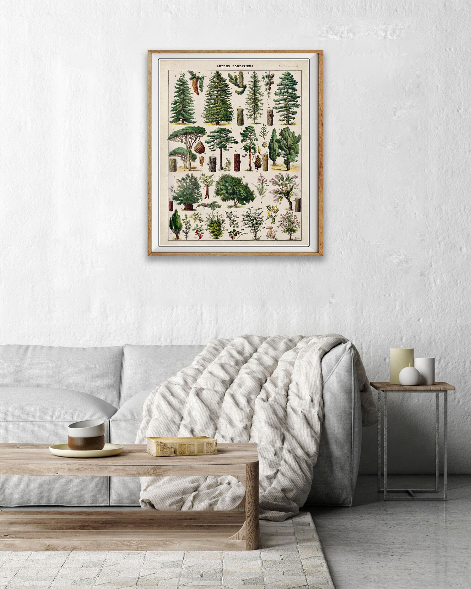 Vintage Tree Print French Tree Poster Botanical Print - Etsy