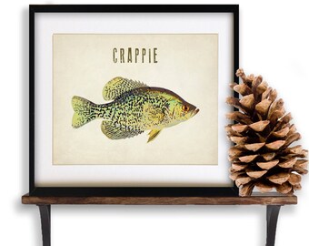 Crappie Art Print | Etsy