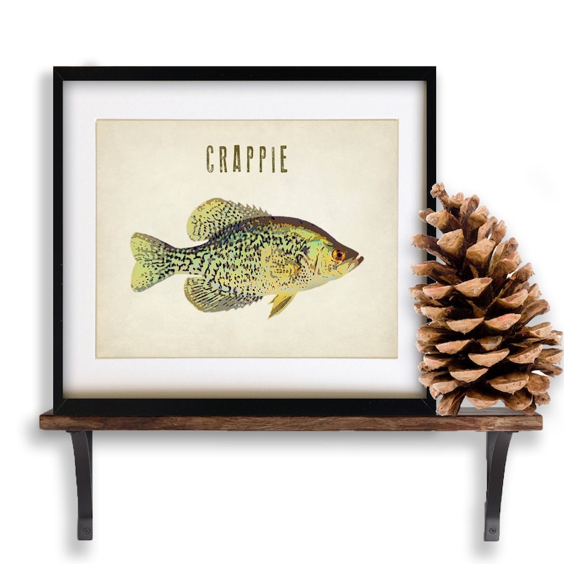 Fish Print Crappie Art Freshwater Fish Art Crappie Poster - Etsy