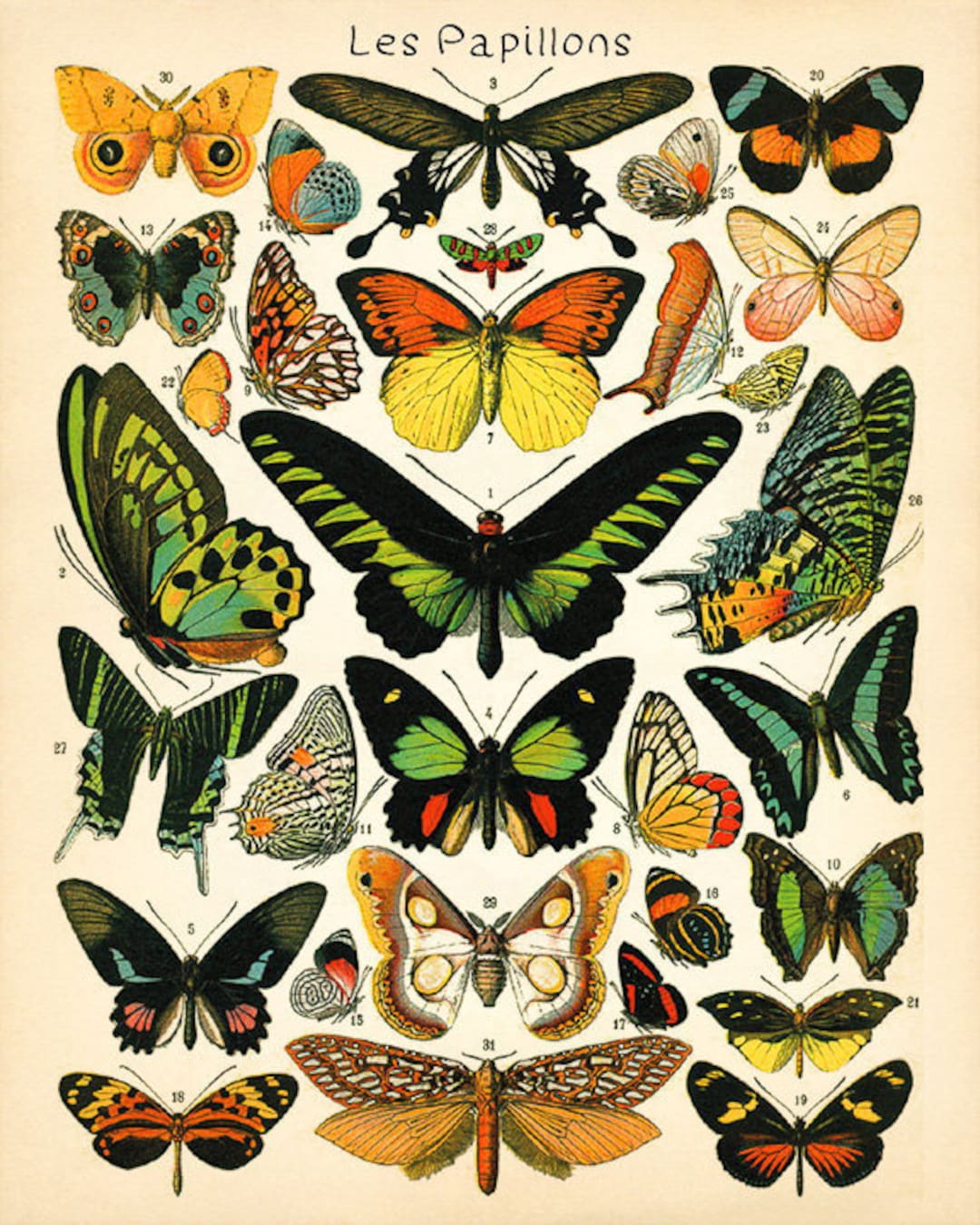 Butterfly Poster - French Butterflies Print - Insect Art - Chart ...