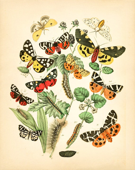 Butterfly Poster Butterflies Print Insect Art Botanical - Etsy