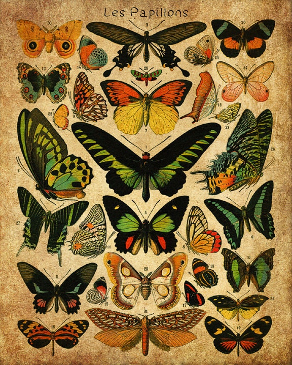 Butterfly Poster French Butterflies Print Insect Art - Etsy