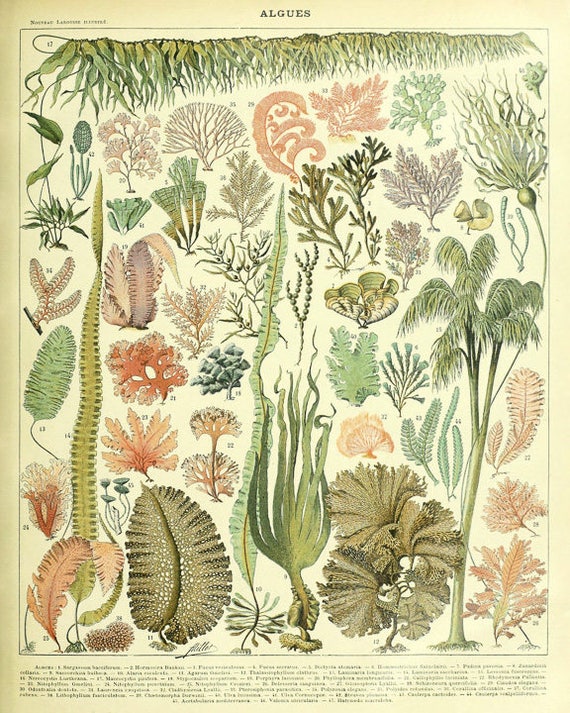 Vintage Oceanography Print French Sea Life Poster Ocean Print | Etsy