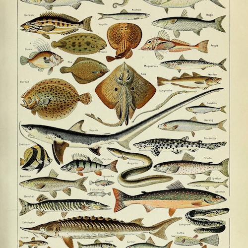 Vintage Fish Print French Fish Chart Fishing Illustration - Etsy