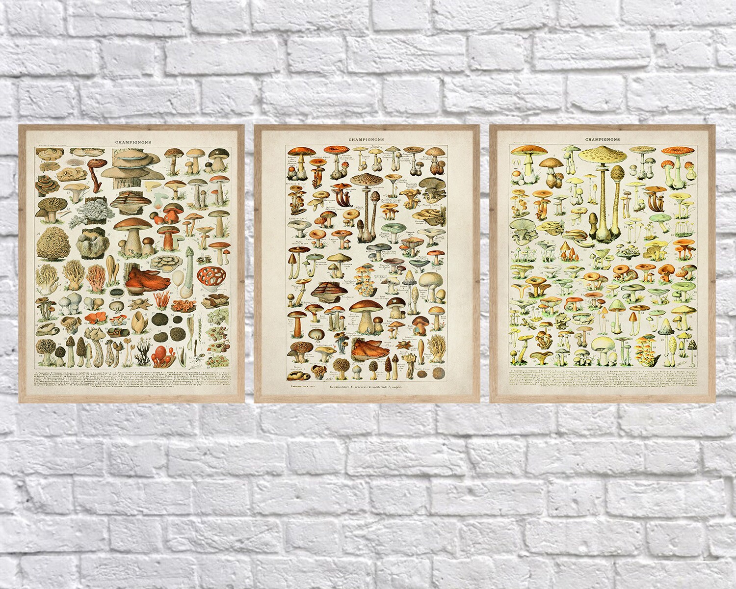 Vintage Mushroom Poster Mushroom Poster Set of 3 French | Etsy