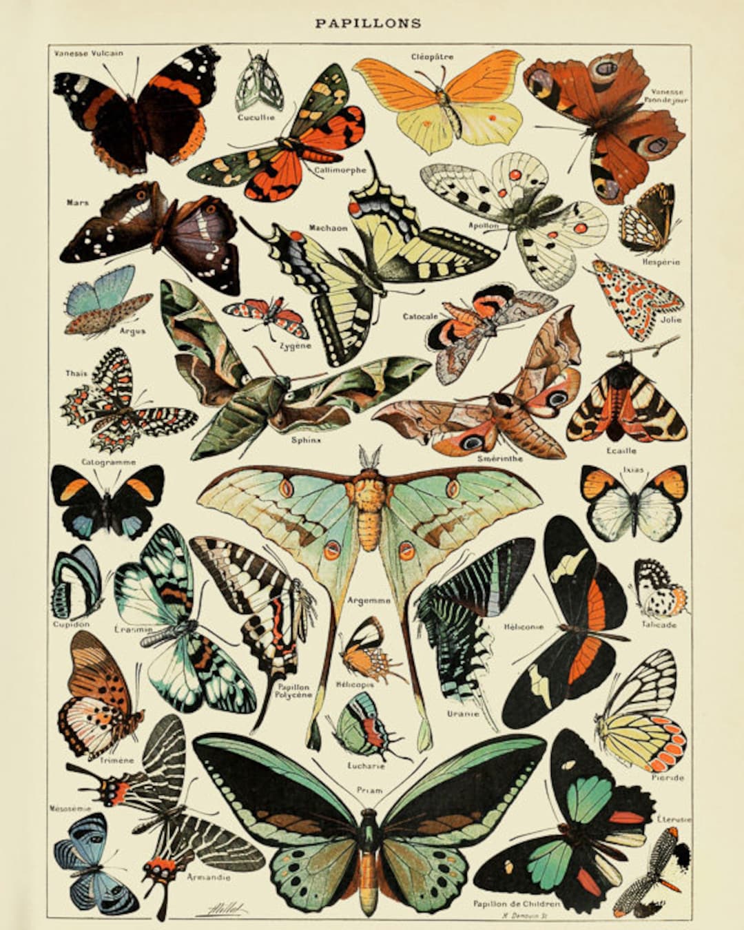 Vintage Butterfly Print, French Insect Chart Butterfly Illustration ...