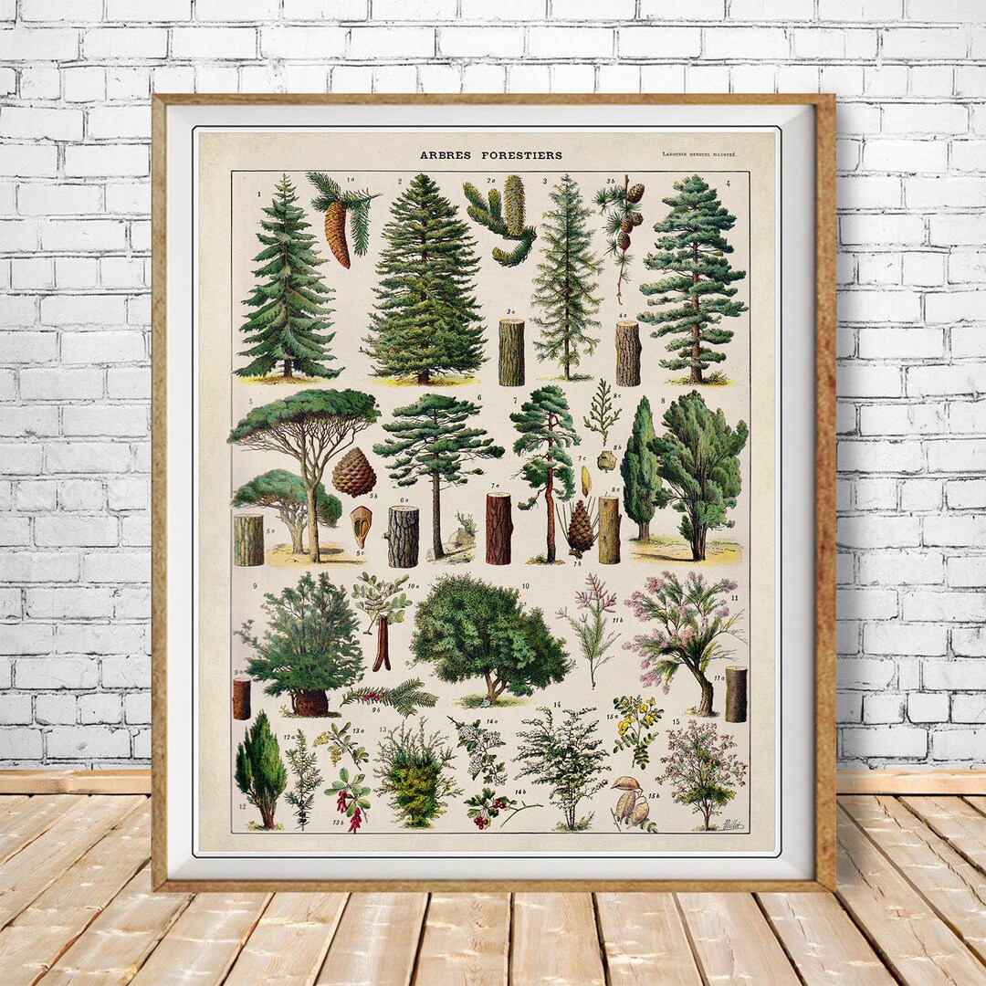 Vintage Tree Print, French Tree Poster Botanical Print Illustration ...