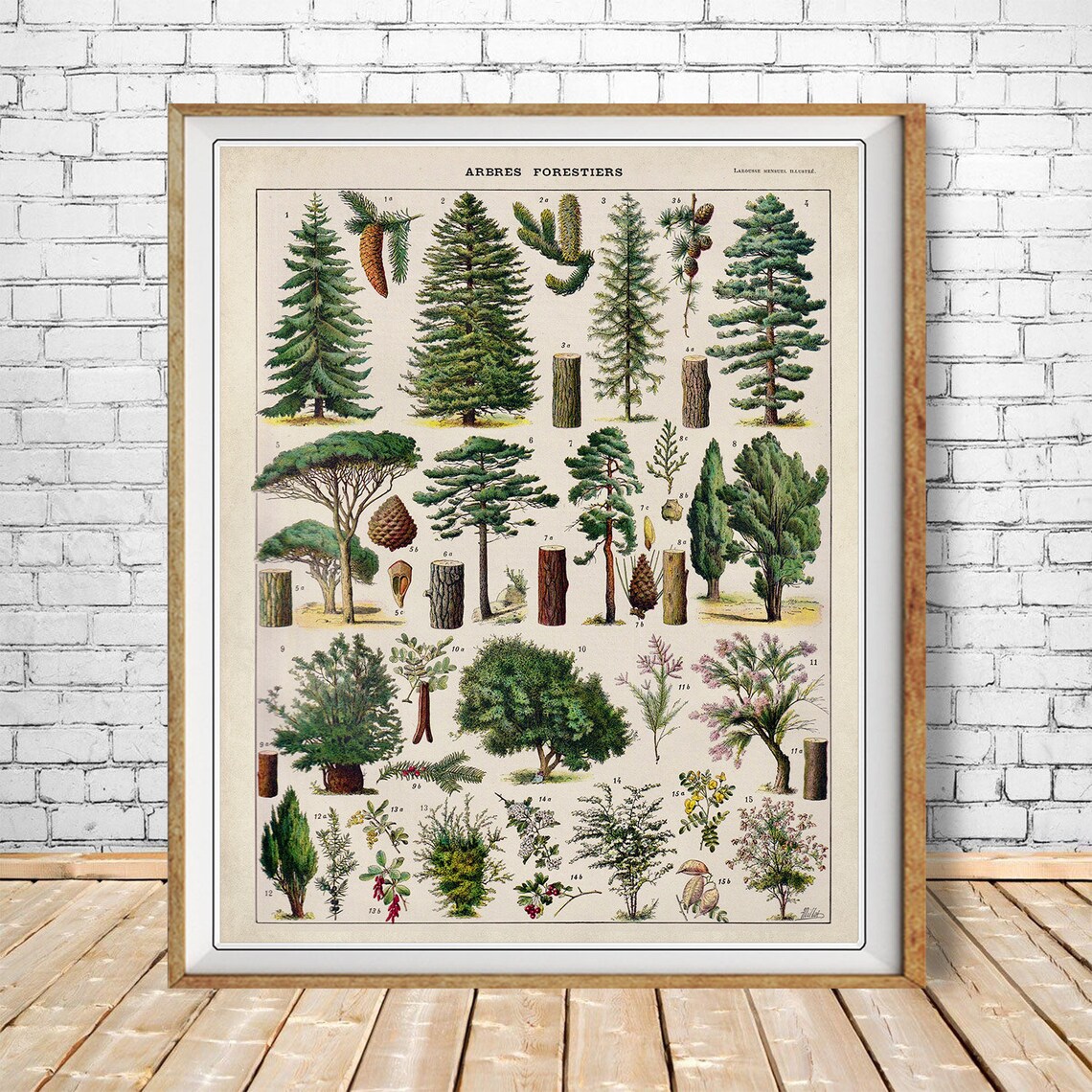 Vintage Tree Print, French Tree Poster Botanical Print Illustration ...