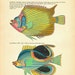 Vintage Fish Print, French Fish Chart Fishing Illustration Biology ...
