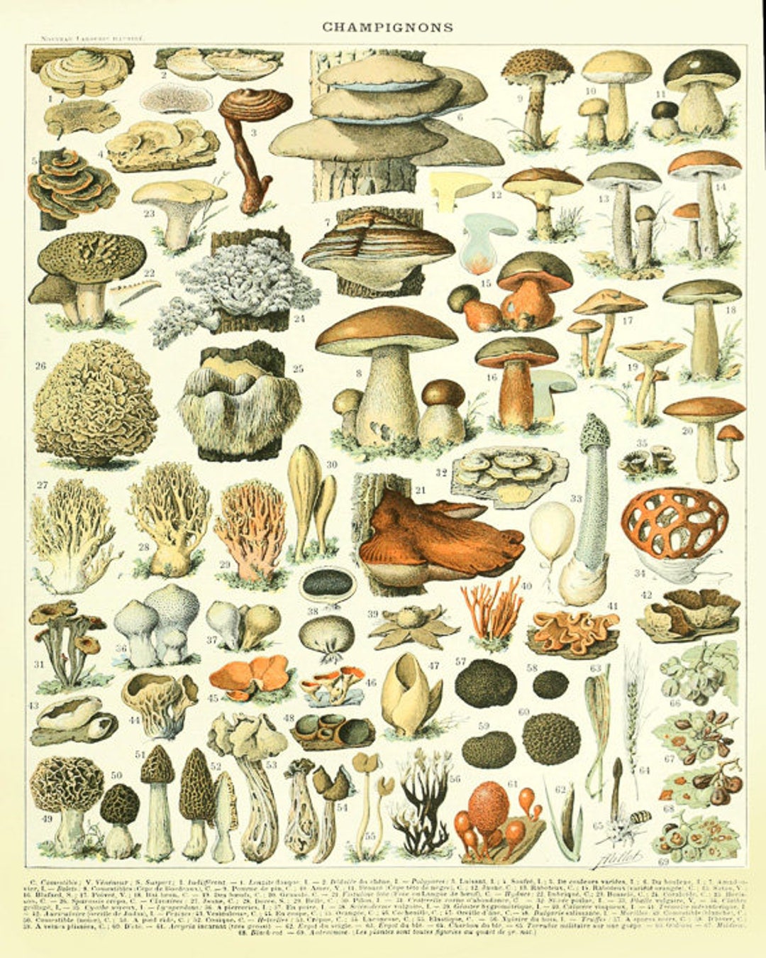 Vintage Mushroom Poster, Mushroom Print, French Botanical Print ...