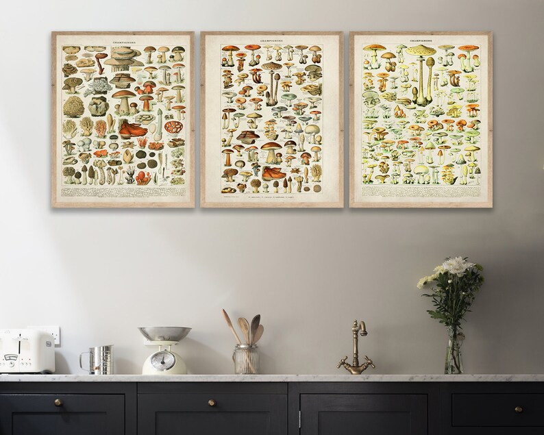 Vintage Mushroom Poster Mushroom Poster Set of 3 French | Etsy